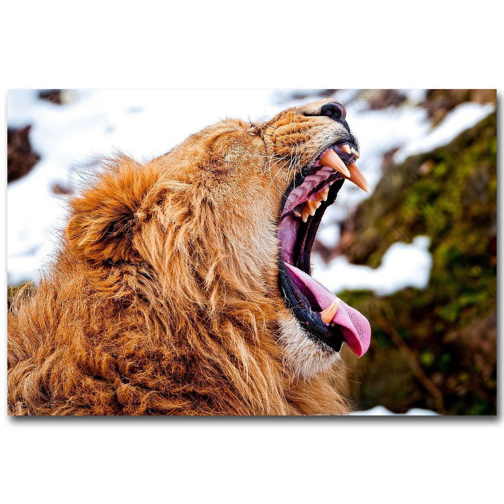Angry Lion Shout Africa Wild Animals Poster 32x24