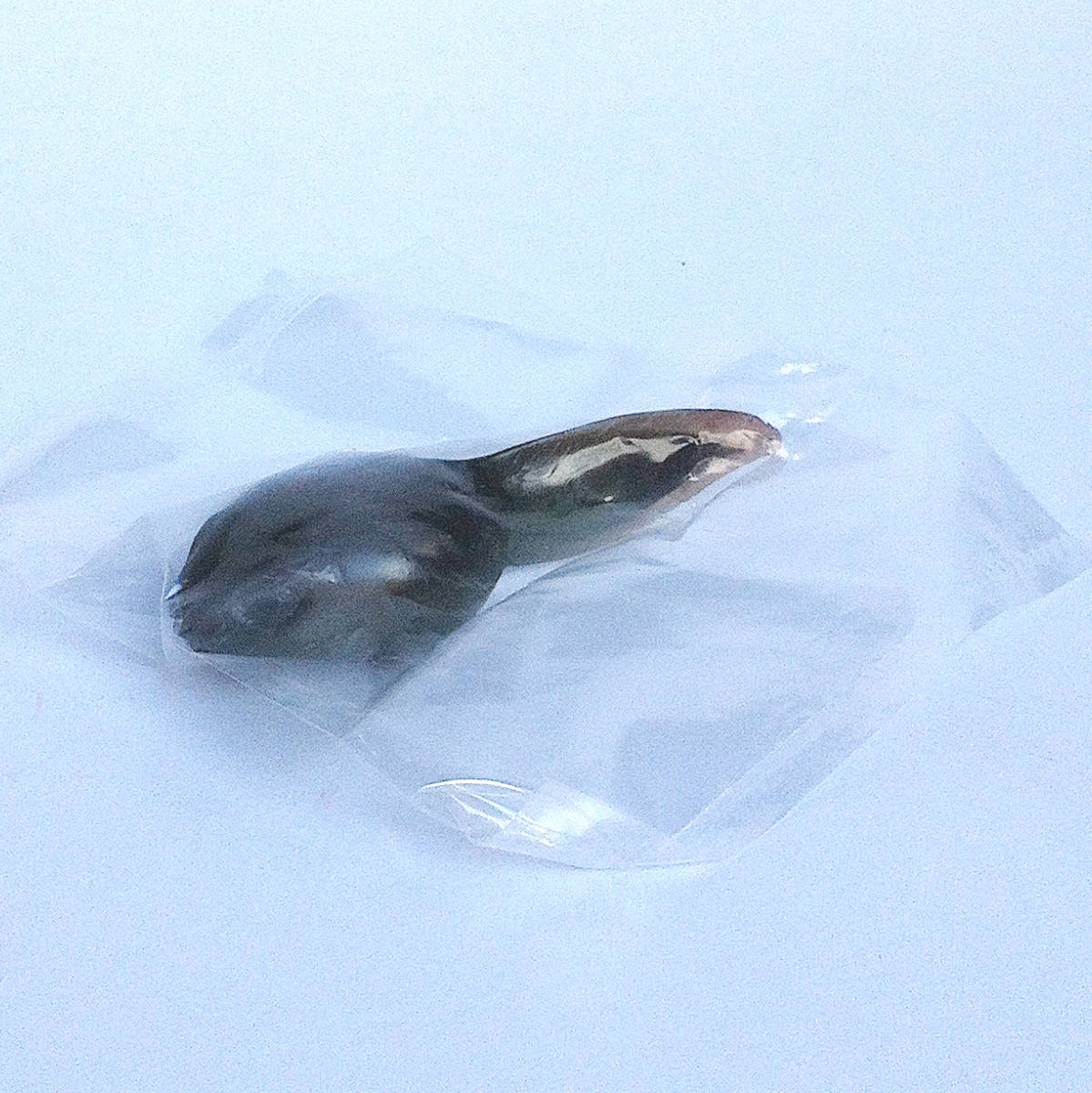 Primary Colors Amphibian Frog Picture Book - Japanese Brown Frog ...