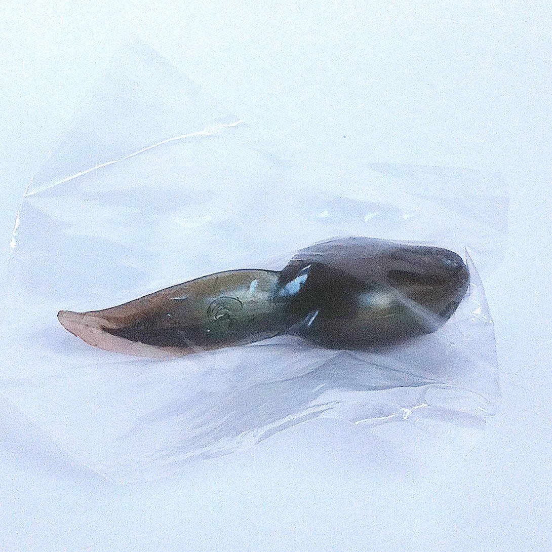 Primary Colors Amphibian Frog Picture Book - Japanese Brown Frog ...