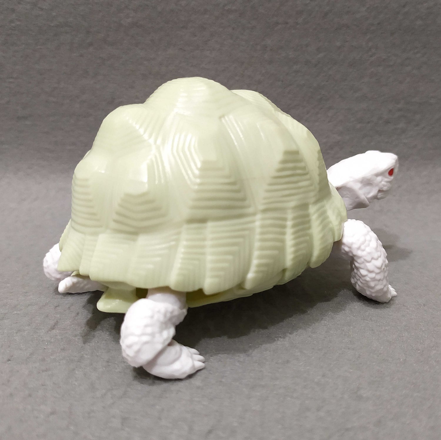 Dango Mushi Kame Turtle Indian Star Tortoise (Geochelone elegans ...