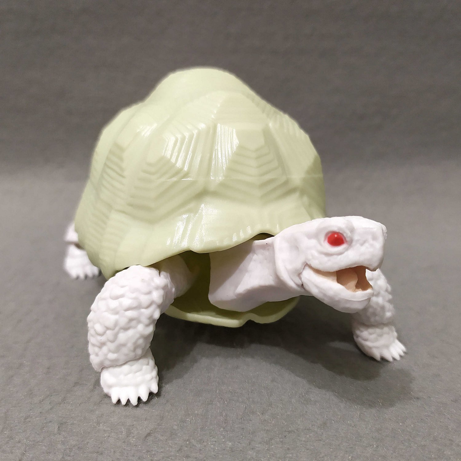 Dango Mushi Kame Turtle Indian Star Tortoise (Geochelone elegans ...