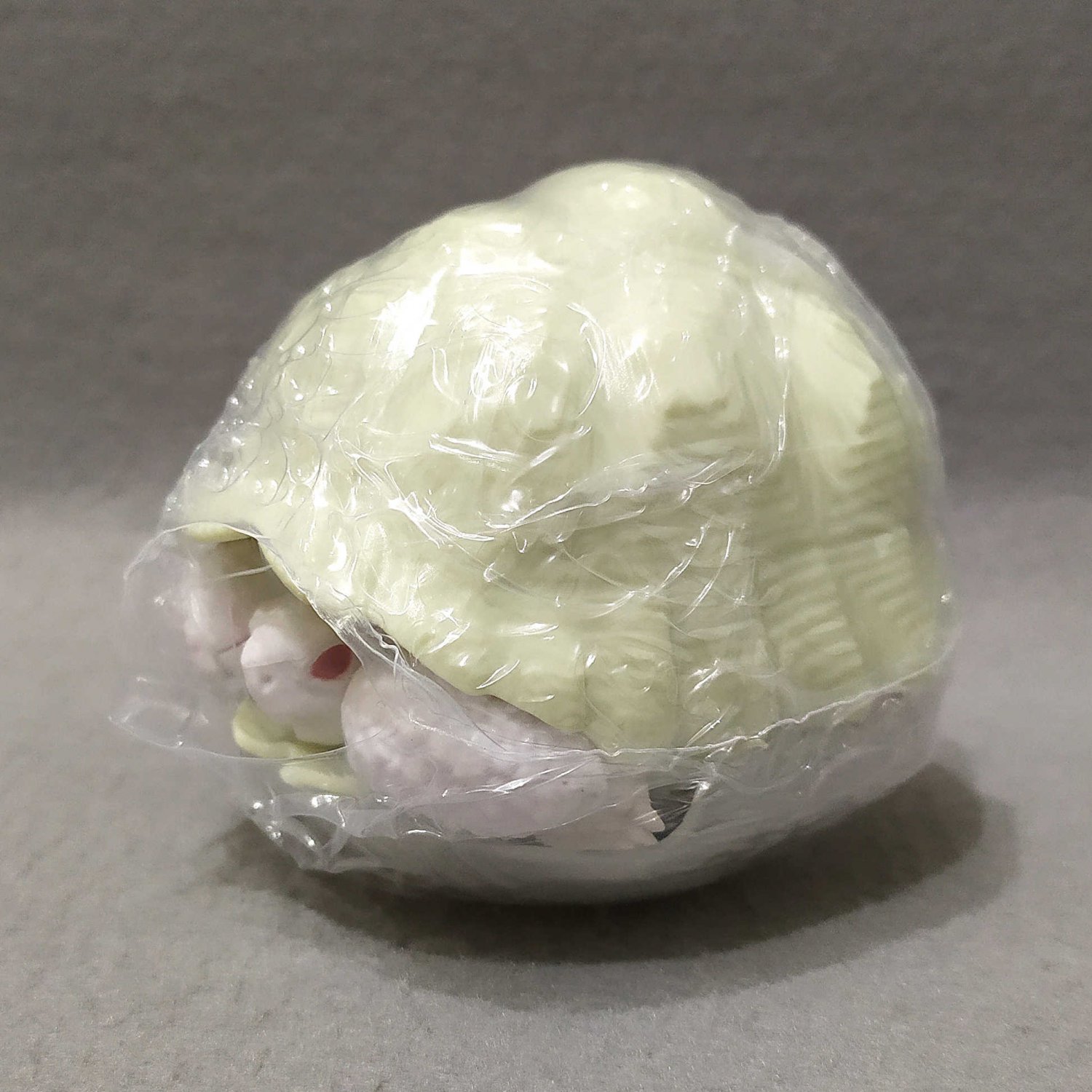 Dango Mushi Kame Turtle Indian Star Tortoise (Geochelone elegans ...