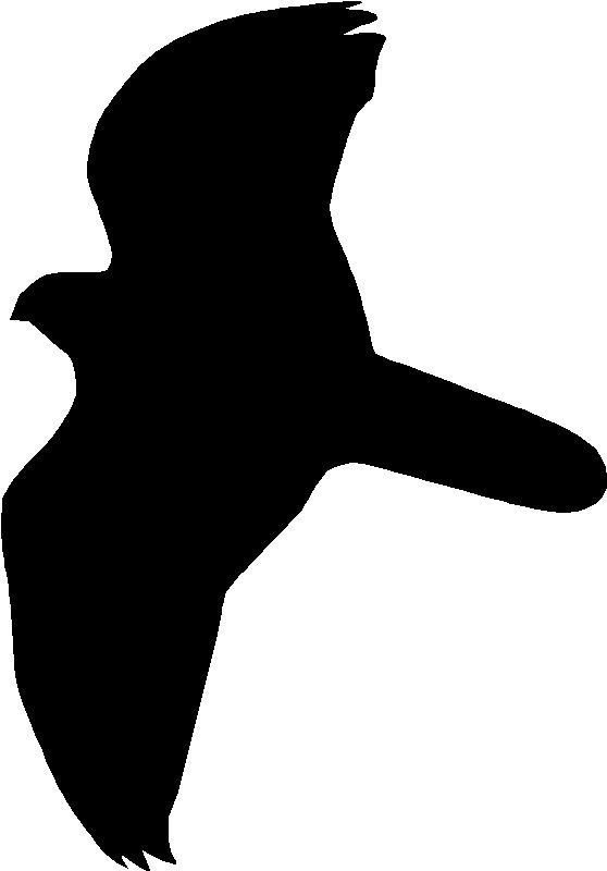 Soaring Falcon/Hawk Sticker,Graphic, Decal ~Falconry