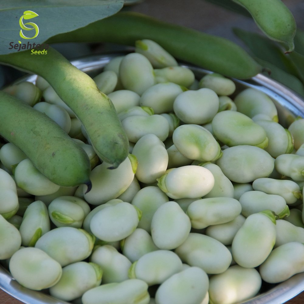 1 Bundle of 3 Assorted Bean Vegetable Seeds Varieties Fava Bean, Green ...