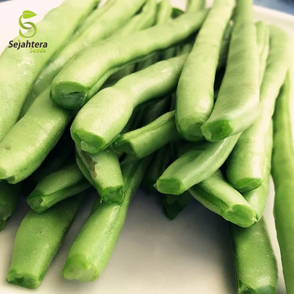 1 Oz French Beans, Petite Filet Beans, Nickel Bush Vegetable Seeds ...