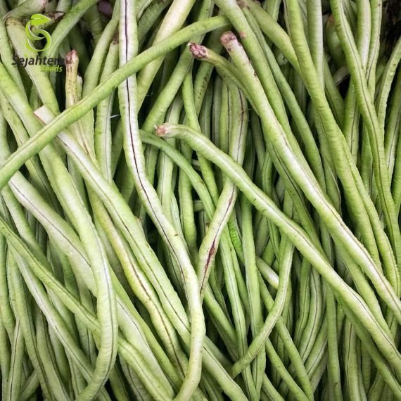 1 Oz French Beans, Petite Filet Beans, Nickel Bush Vegetable Seeds ...