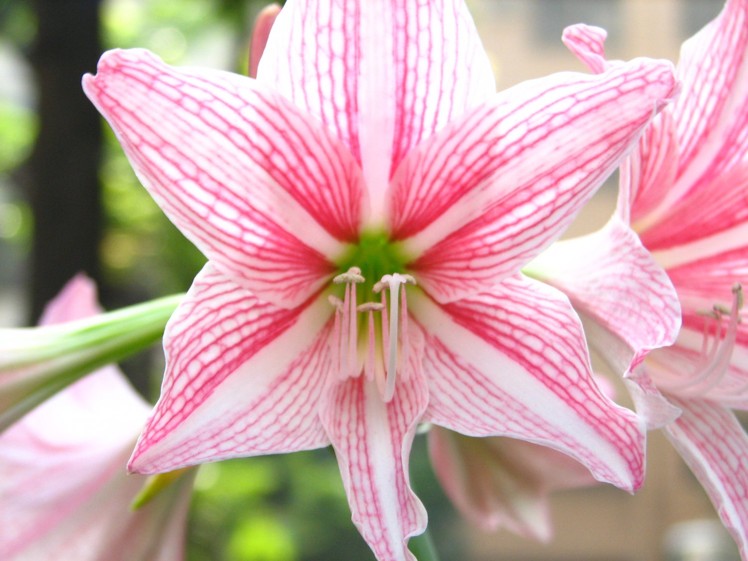2 Bulbs Hippeastrum Reticulatum Var. Striatifolium, Mrs.Garfield Amaryllis