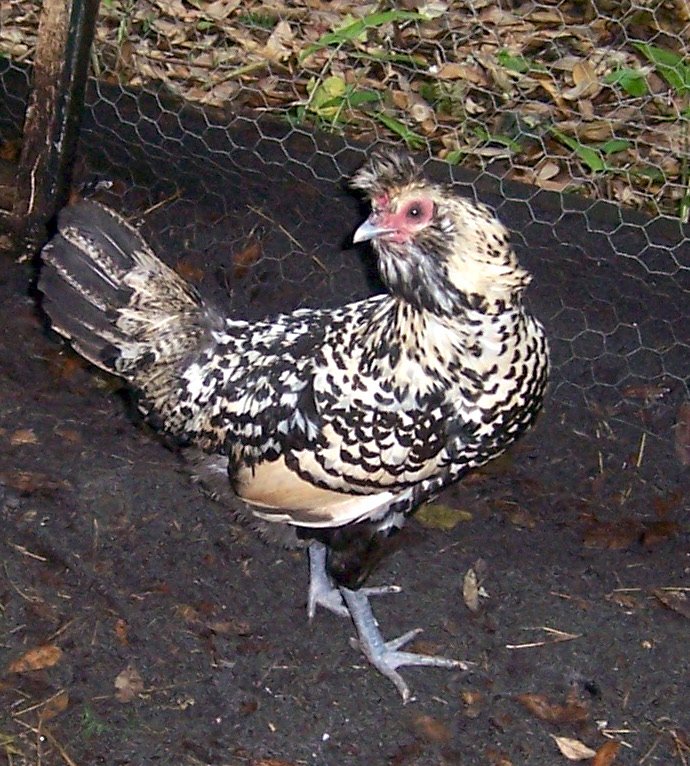 Cream Brabanter Hatching eggs, rare breed