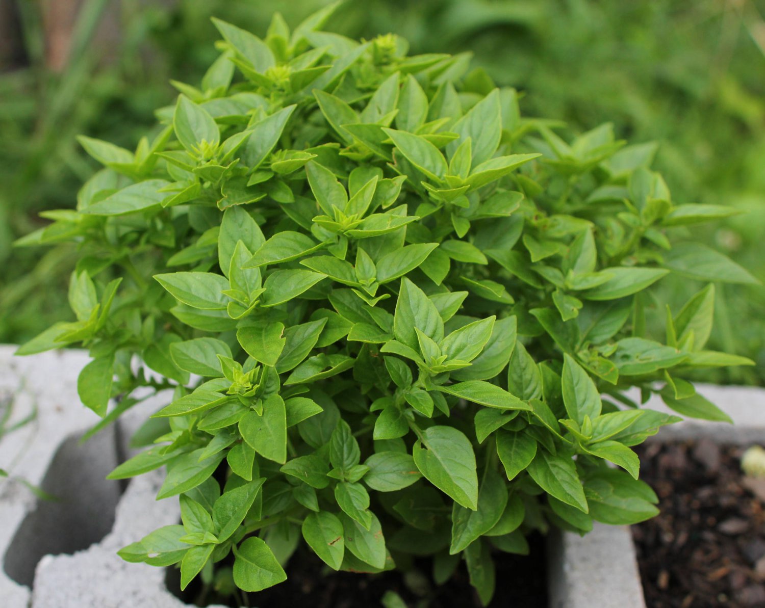 HEIRLOOM NON GMO Bush Basil 100 seeds