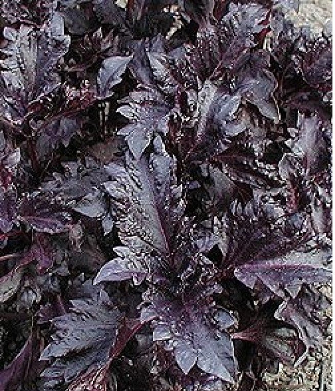 HEIRLOOM NON GMO Purple Ruffles Basil 100 seeds