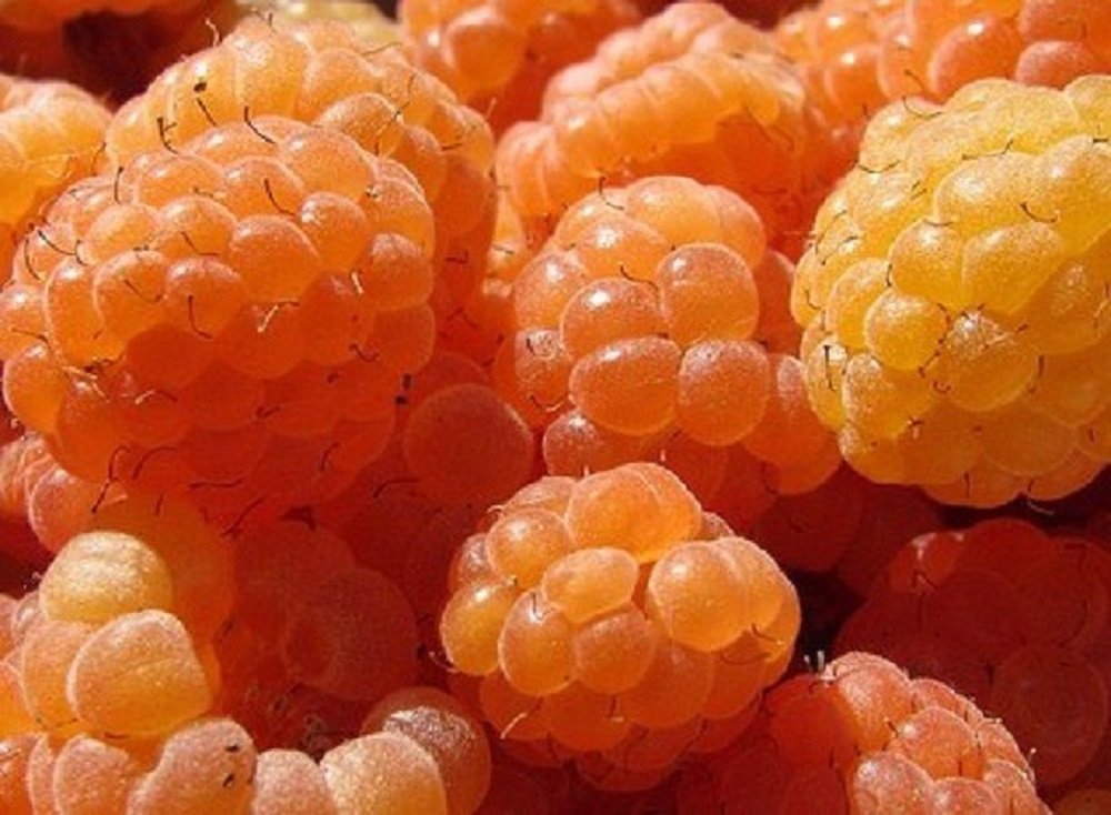 HEIRLOOM NON GMO Golden Raspberry 50 seeds