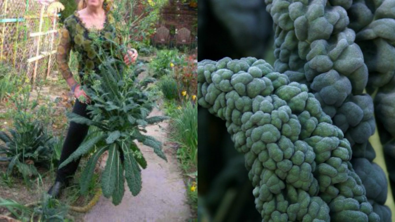 HEIRLOOM NON GMO Giant Dinosaur Kale 50 seeds