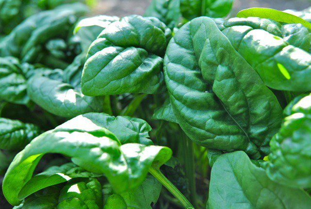 HEIRLOOM NON GMO Merlo Nero Spinach 100 seeds