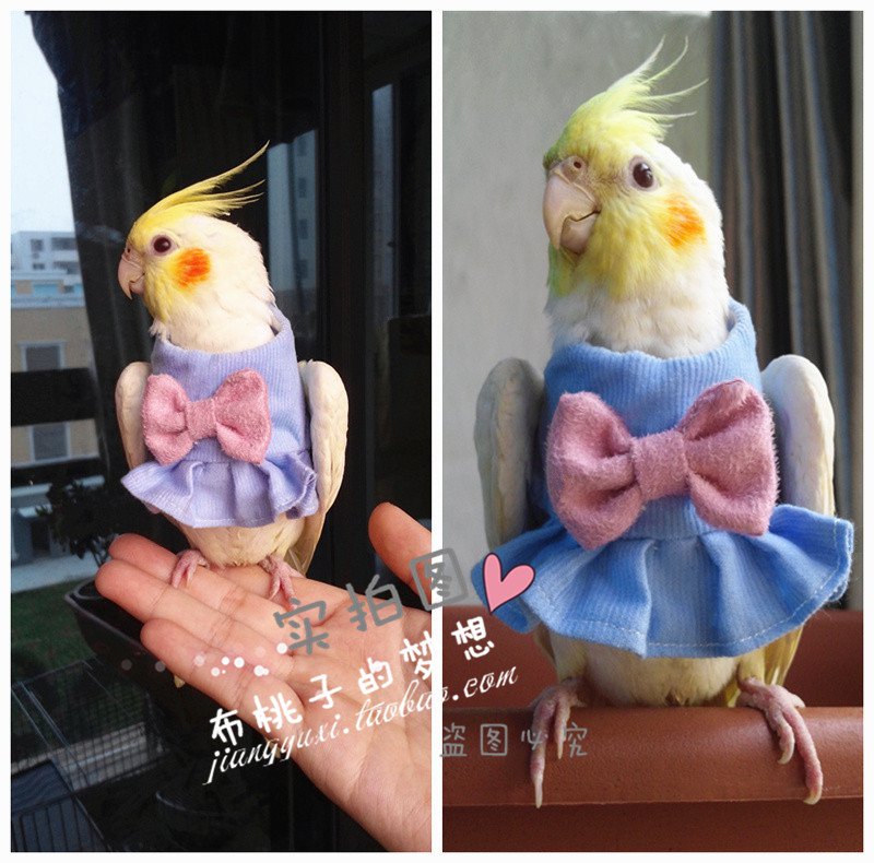 Hand made Pet Parrot Clothes Cockatiel cockatoo Parakeet Macaw Conure ...