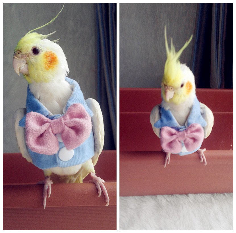 Parrot Clothes Pet Parrot Clothes Cockatiel cockatoo Parakeet Macaw ...