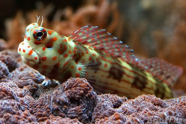 Orange Spotted Blenny / Istiblennius Chrysospilos