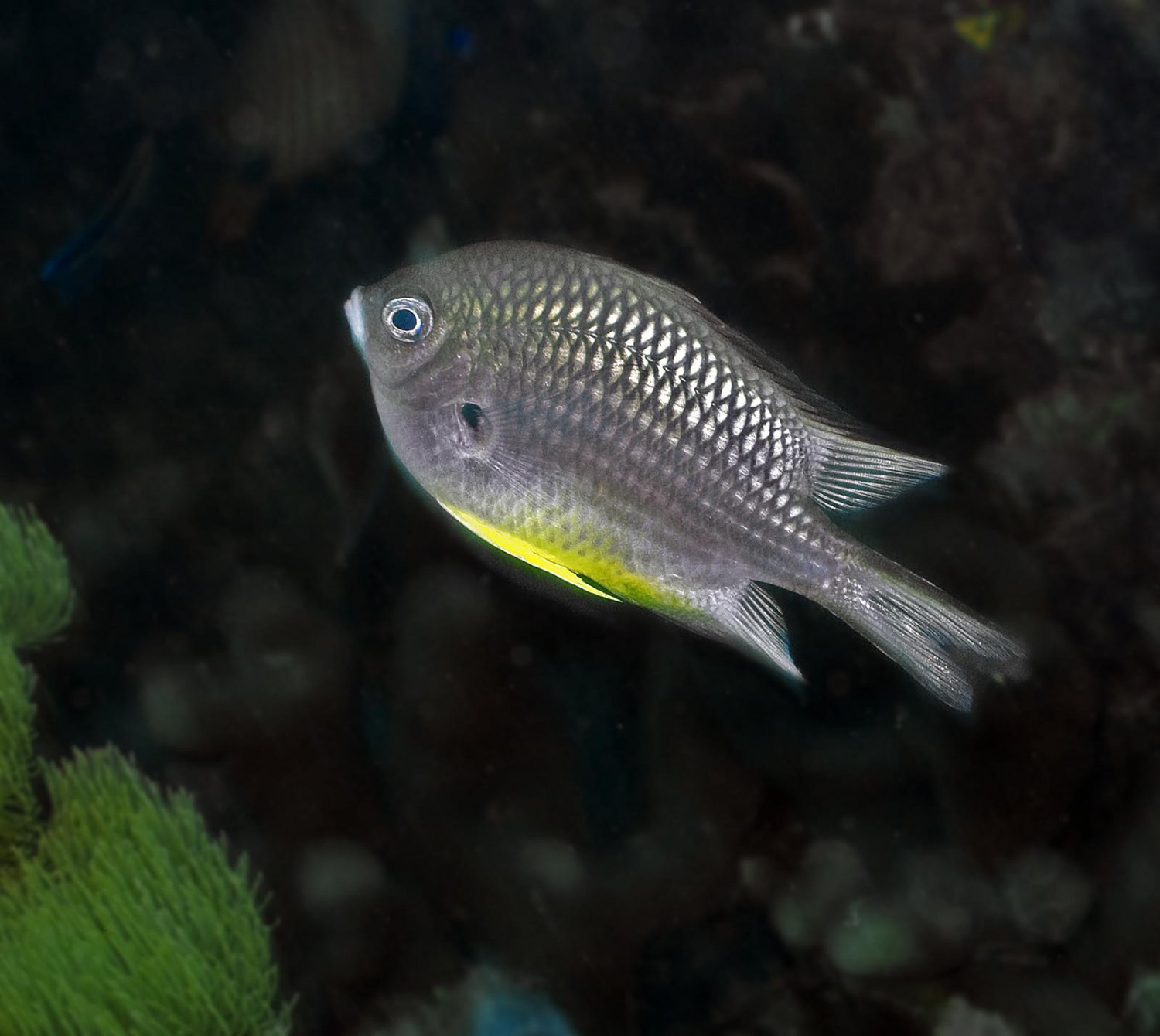 Yellow Belly Damsel / Amblyglyphidodon leucogaster