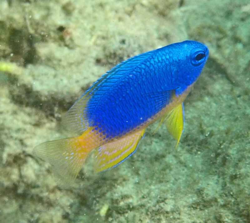 Yellow-Billied Blue Damsel / Pomacentrus Caeruleus