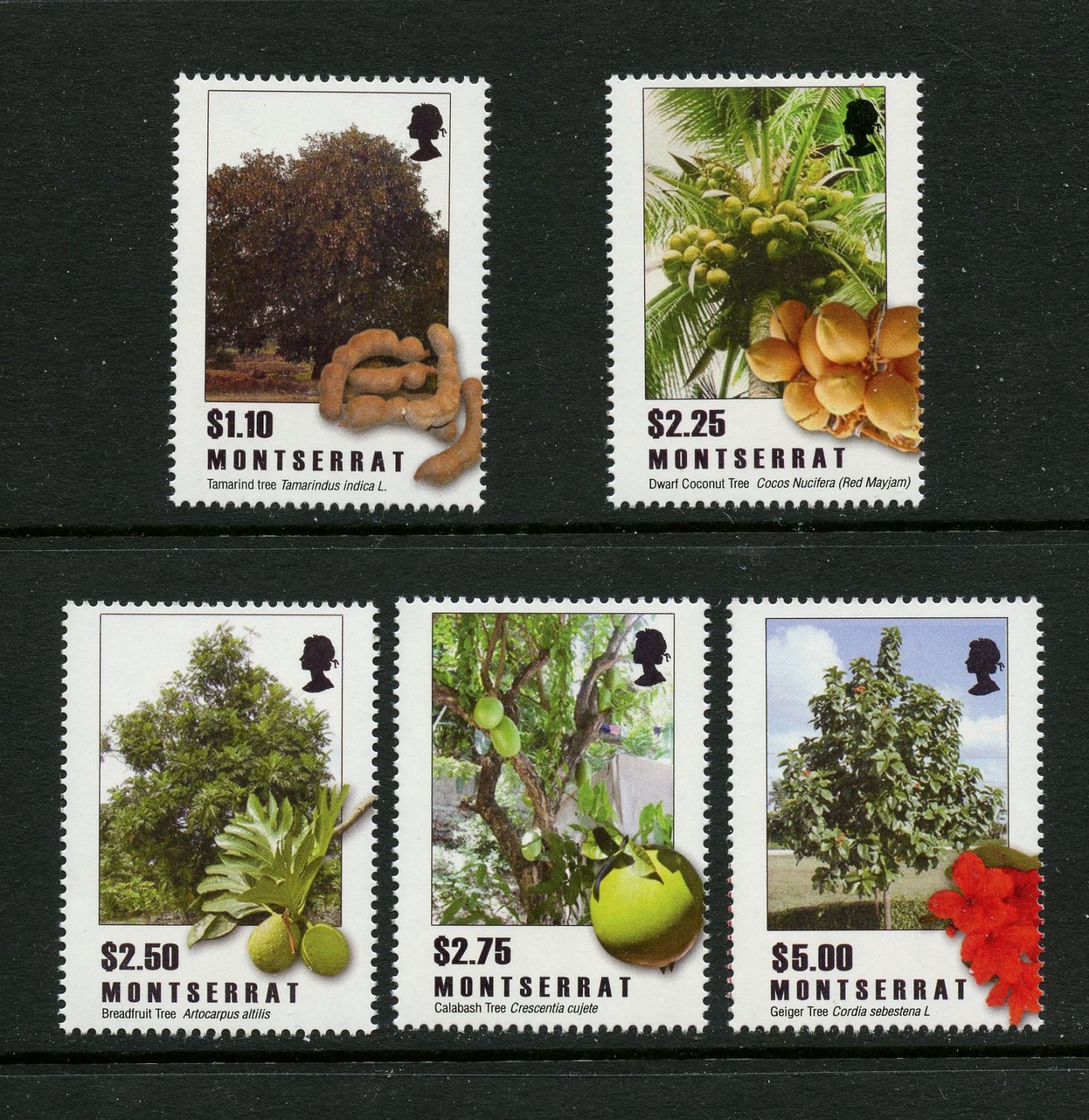 Trees Fruit set of 5 mnh stamps 2009 Montserrat #1227-32