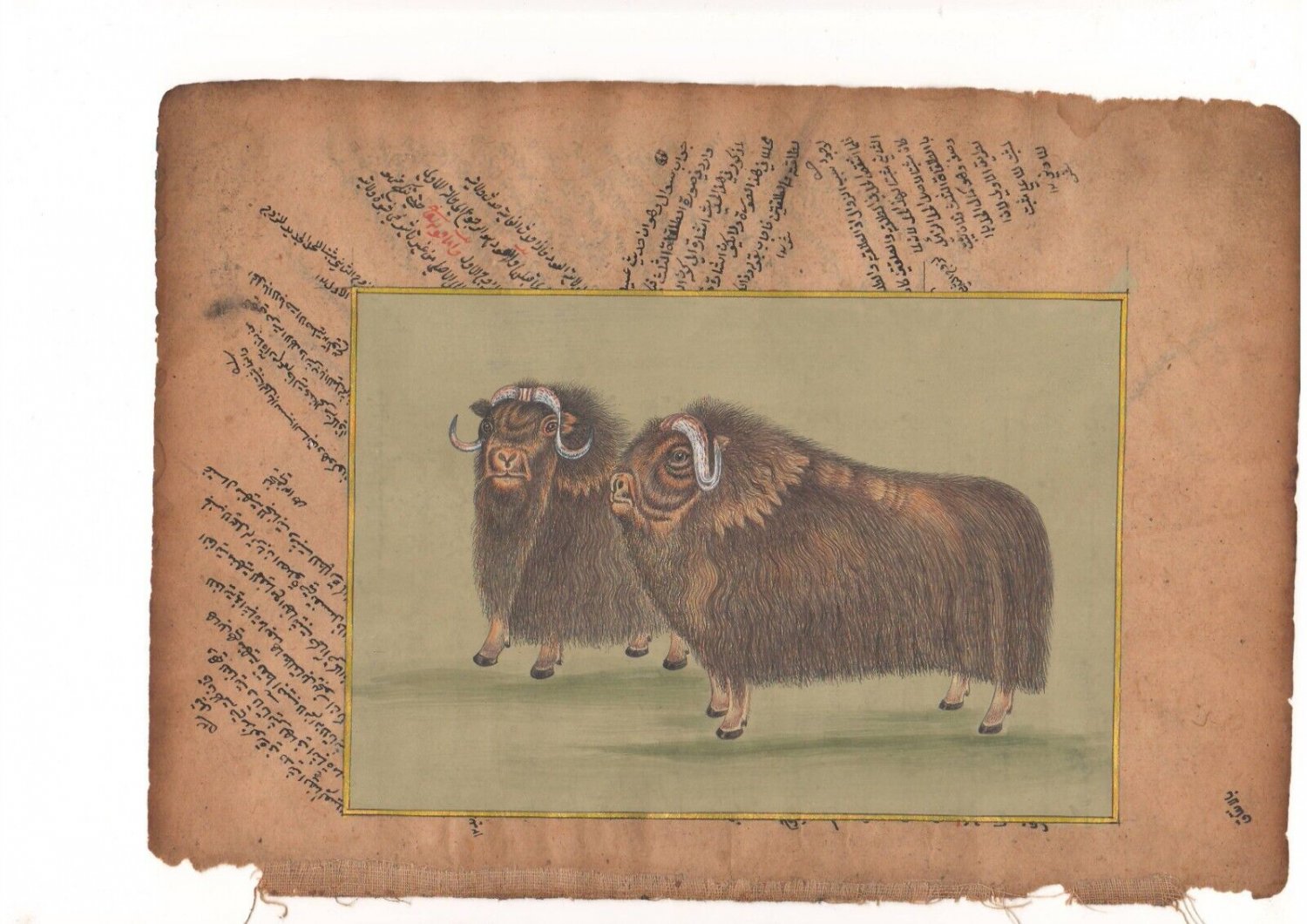Himalayan Musk Ox Animal Vintage Indian Miniature Painting