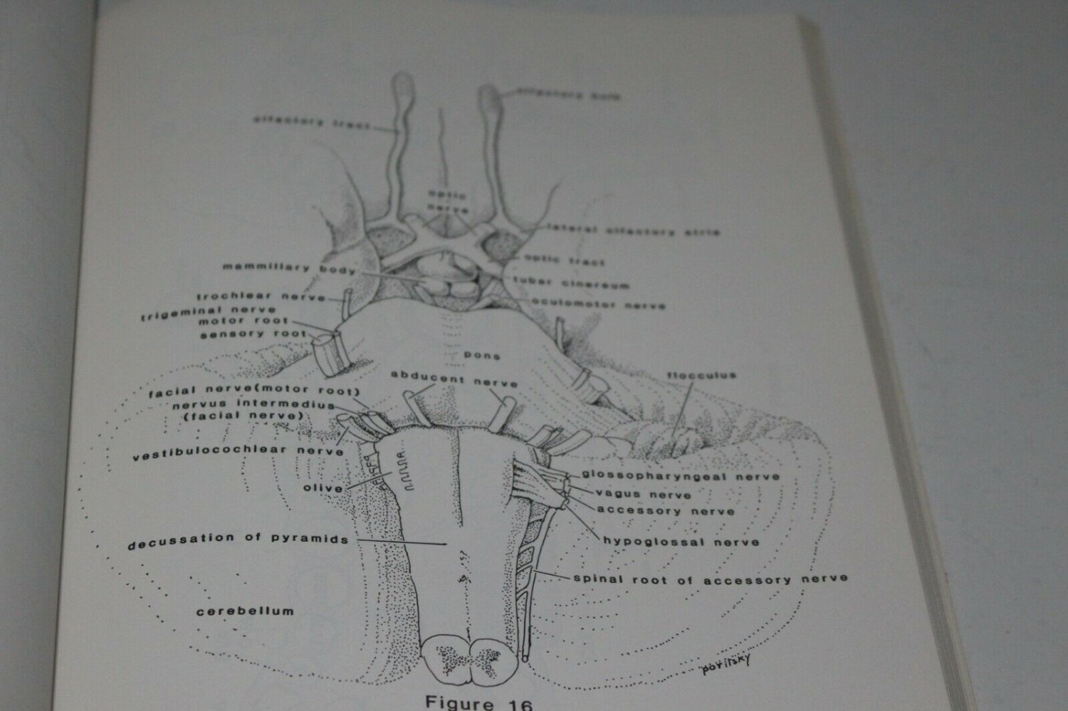 Neuroanatomical Pathways Raphael Poritsky PhD 1984 WB Sanders Brain Anatomy