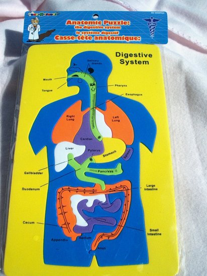 Anatomic Puzzle - The Digestive System - The Body