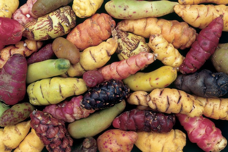 Oca 2 tubers (oxalis tuberosa) RARE exciting root vegetable