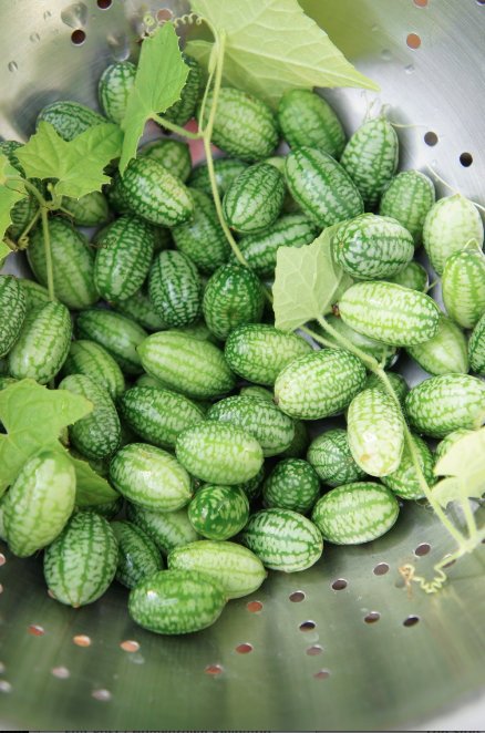 Cucamelon 10+ seeds, cucumber-relative (ORGANIC)