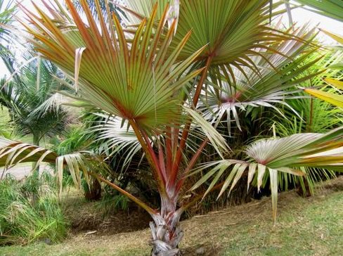 Latania lontaroides (Red Latan Palm) seeds! a rare palm