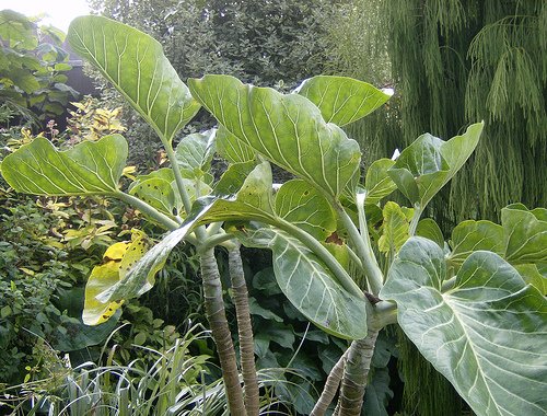 Dendroseris litoralis, cabbage tree (endangered), 3 FRESH seeds, germ ...