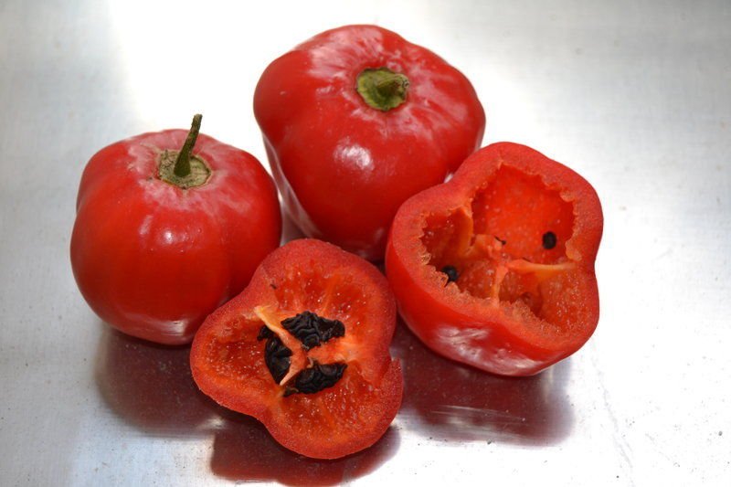 Rocoto pepper - 1 LIVE PLANT- Capsicum pubescens