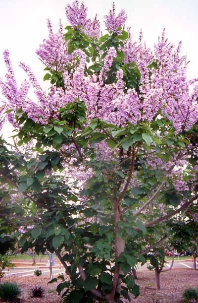 Sapphire dragon tree 20 seeds (Paulownia Kawakamii) endangered tree