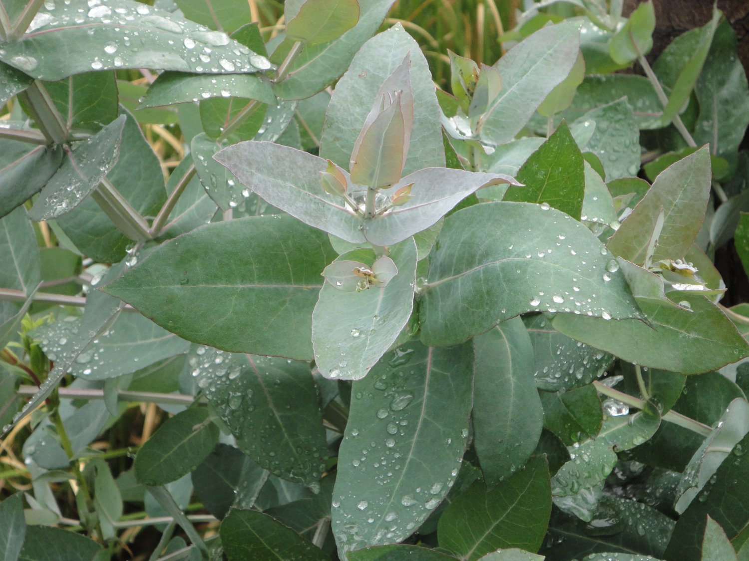 Blue gum tree (Eucalyptus globulus) - 1 small tree! Easy to grow!