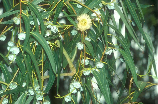 Blue gum tree (Eucalyptus globulus) - 1 small tree! Easy to grow!