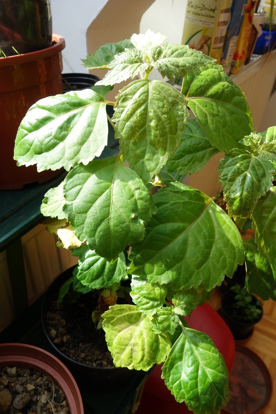 Patchouli plant cuttings!! 2 plants! (Pogostemon cablin)