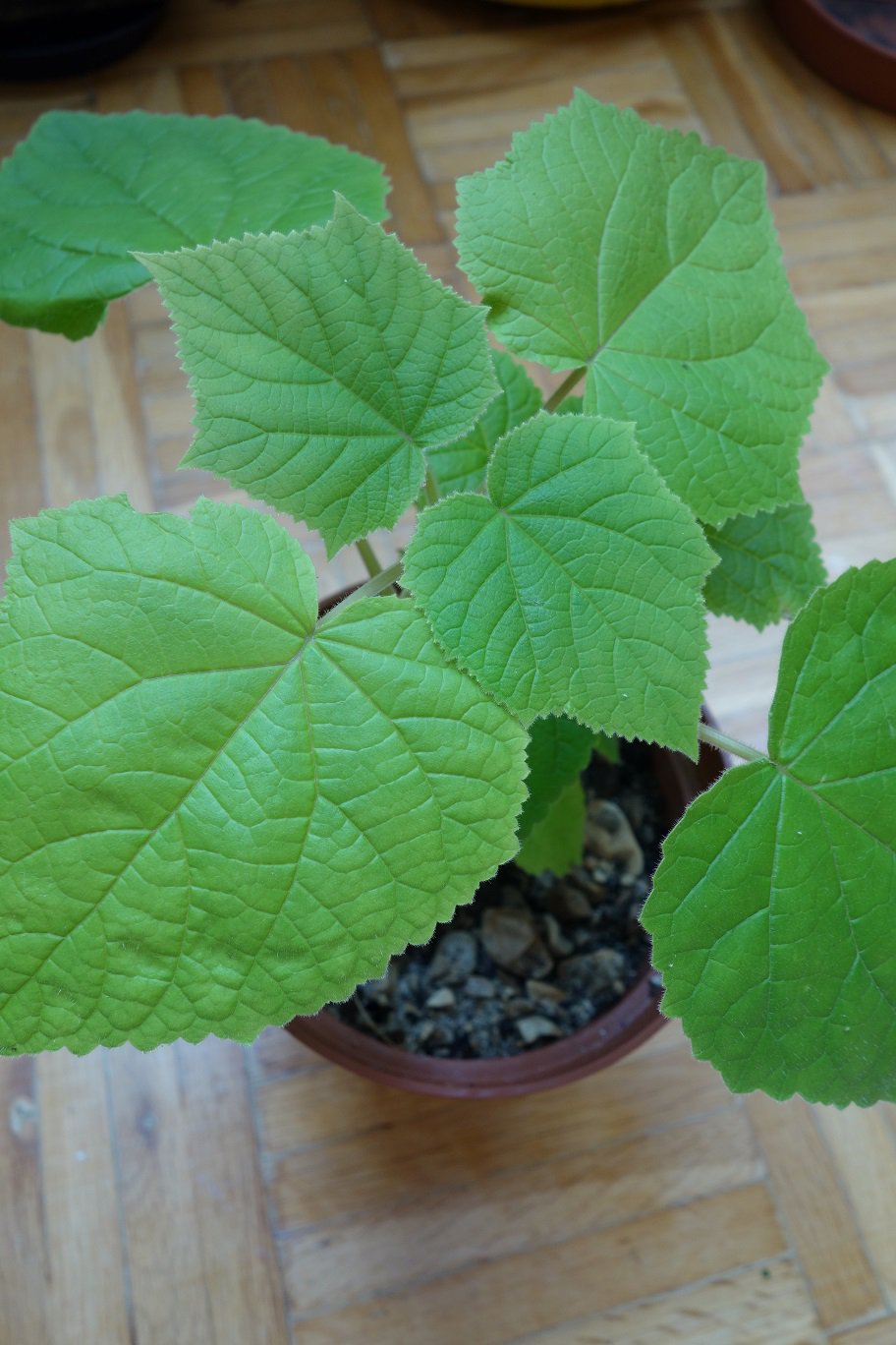 Sapphire dragon tree 20 seeds (Paulownia Kawakamii) endangered tree