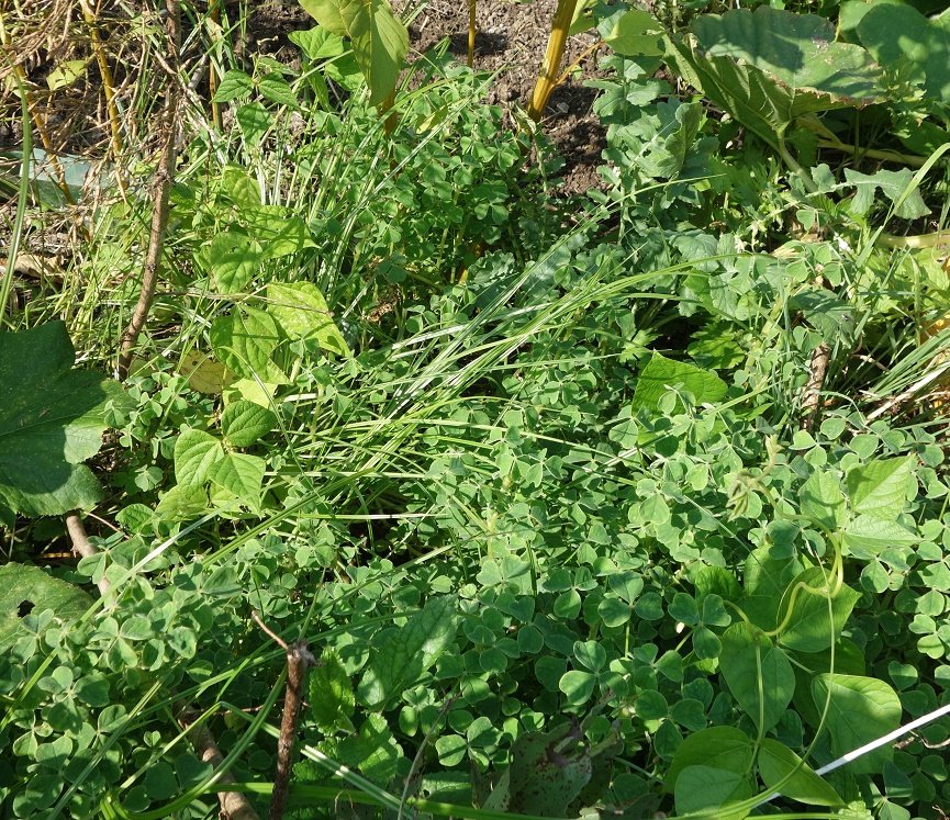 Oca 2 tubers (oxalis tuberosa) RARE exciting root vegetable