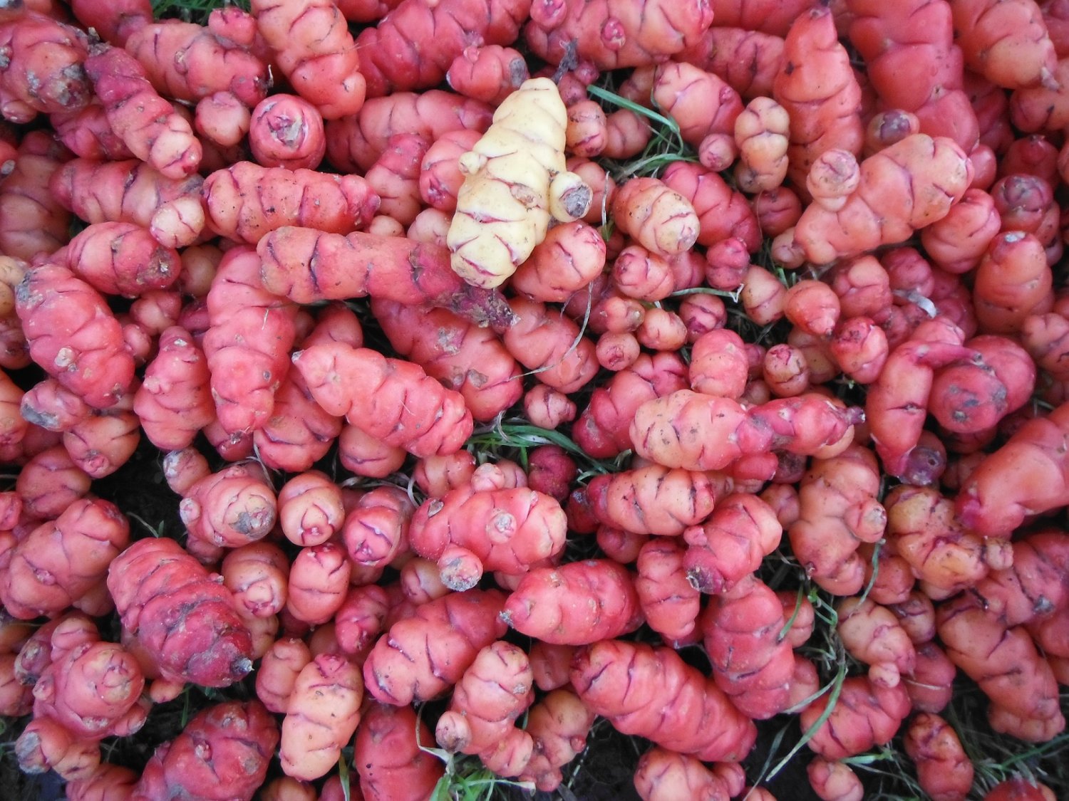 Oca 2 tubers (oxalis tuberosa) RARE exciting root vegetable