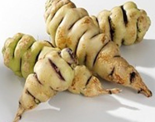 Mashua 1 tuber (Tropaeolum tuberosum) RARE exciting root vegetable