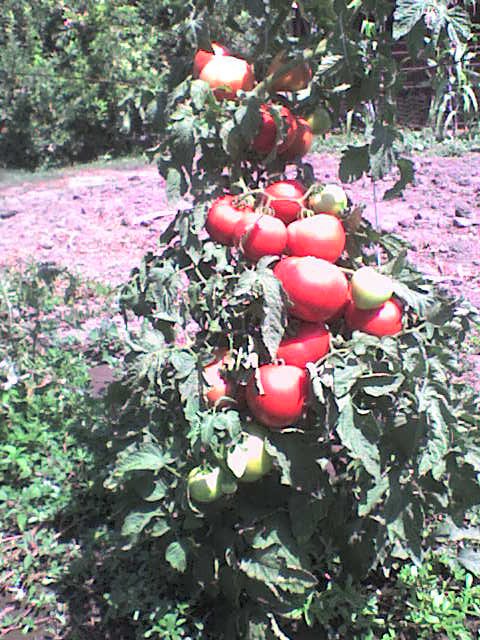 A new tomato variety resistant to the diseases: CMV, ToMV, TMV, V, F and N