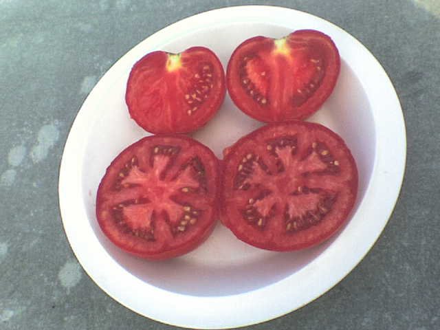 A new tomato variety resistant to the diseases: CMV, ToMV, TMV, V, F and N