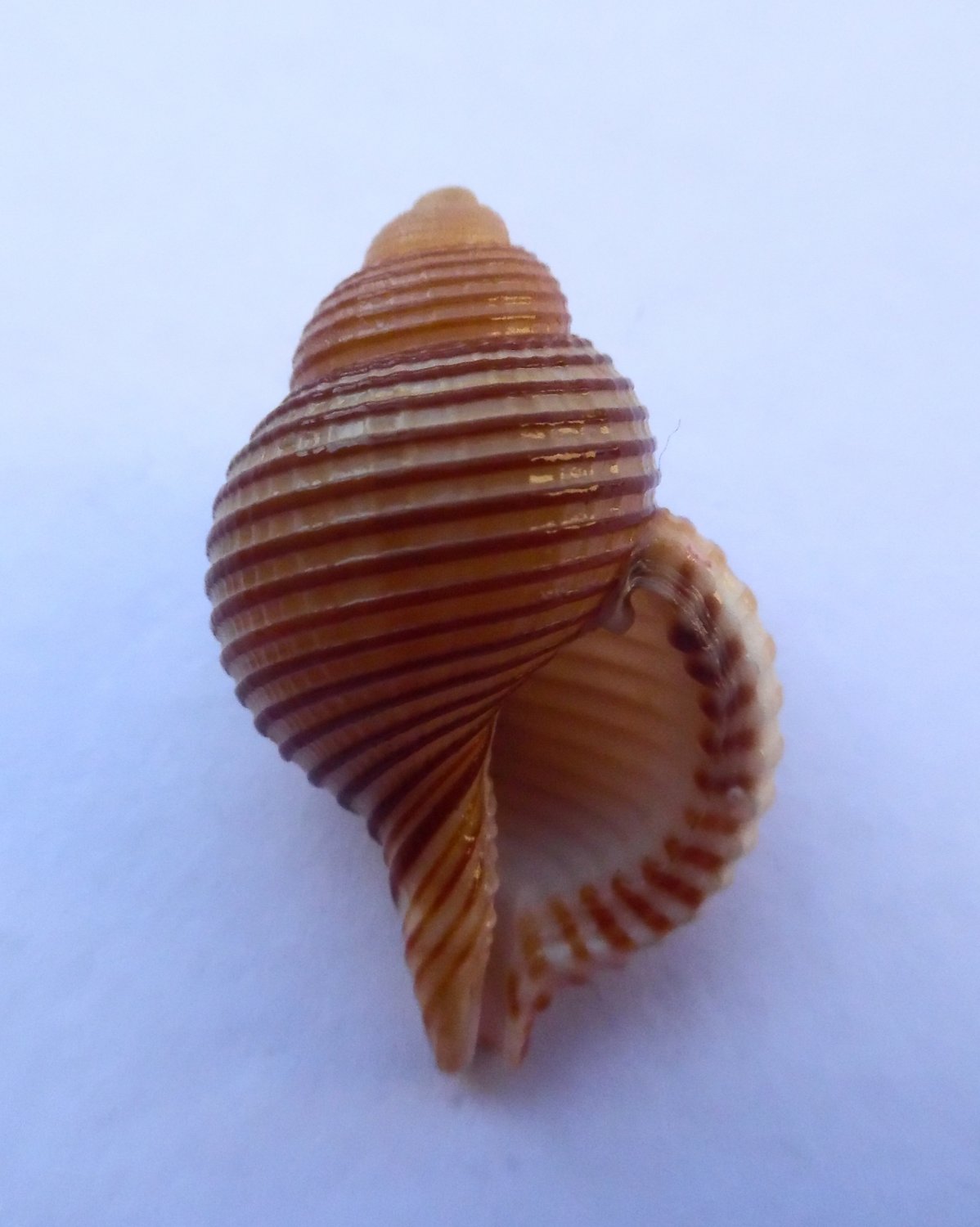Gelagna succincta, 36.1 mm