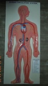 Human Circulatory System Anatomical Model Teaching Education