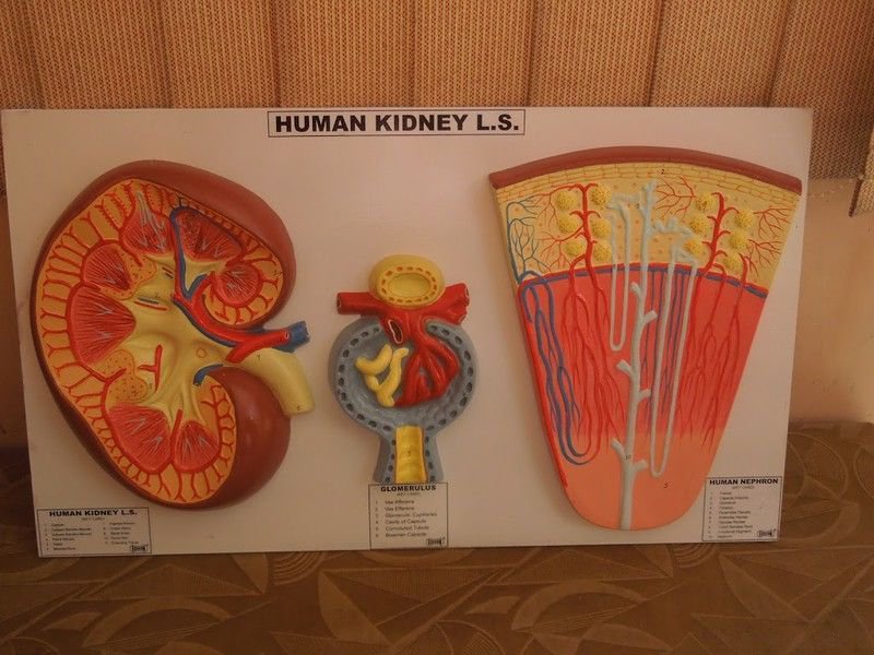 Human Kidney Glomeruli Nephron Dissection Anatomy Model