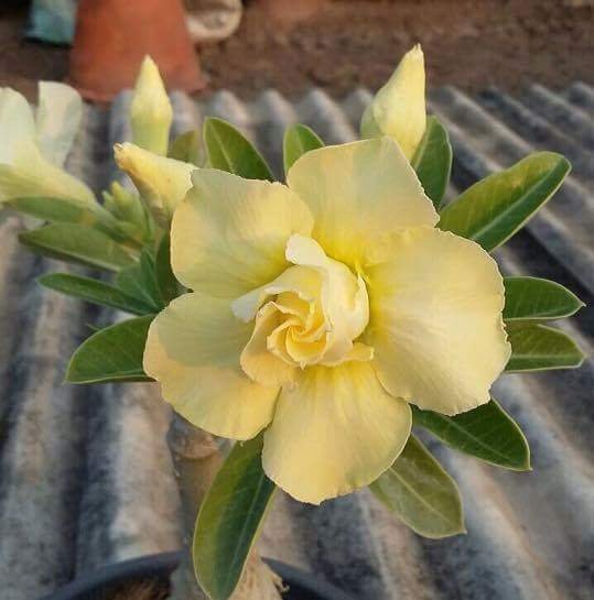 Adenium Obesum Perm Sub Yellow Grafted Rosy Adenium Duble Layer