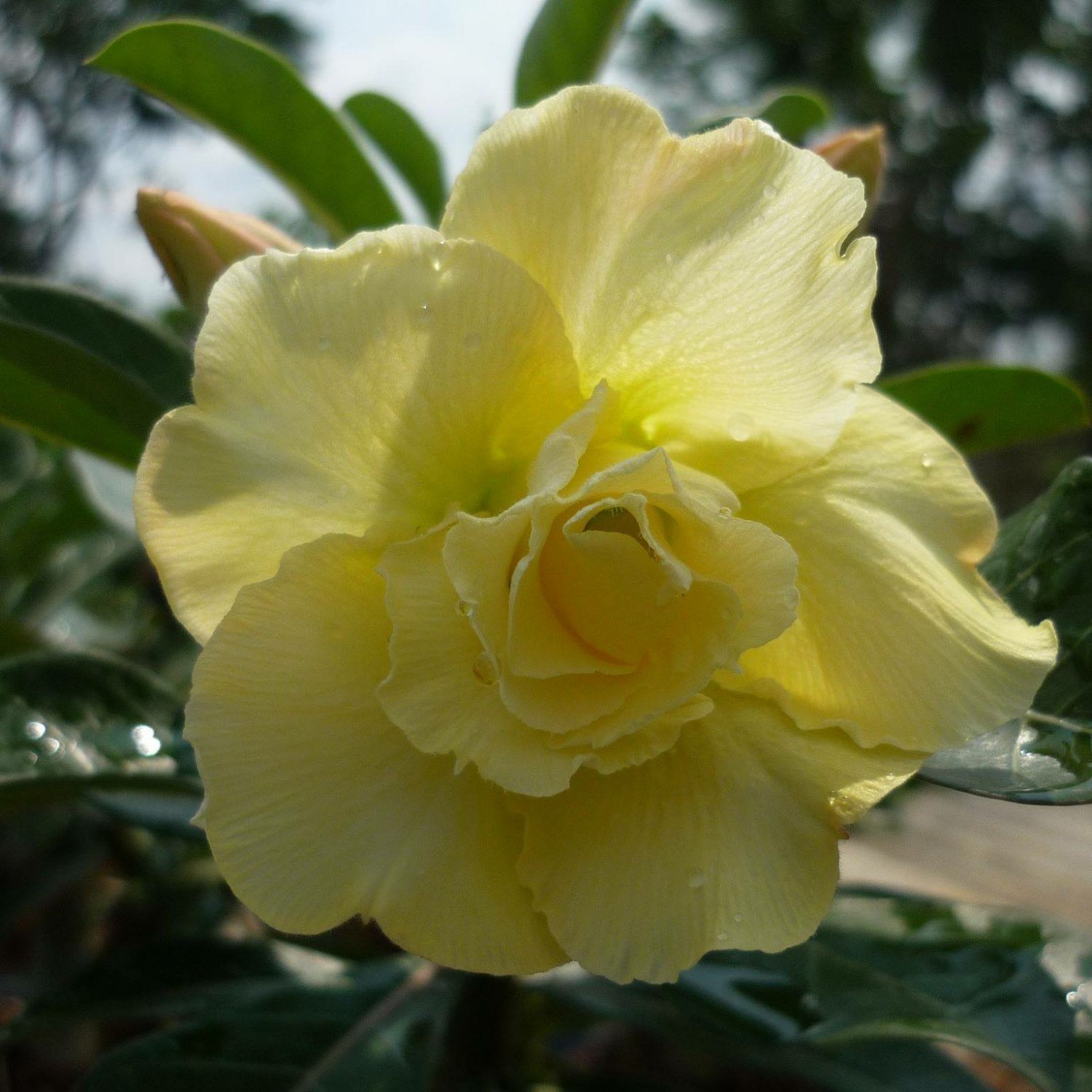 Adenium Obesum Perm Sub Yellow Grafted Rosy Adenium Duble Layer