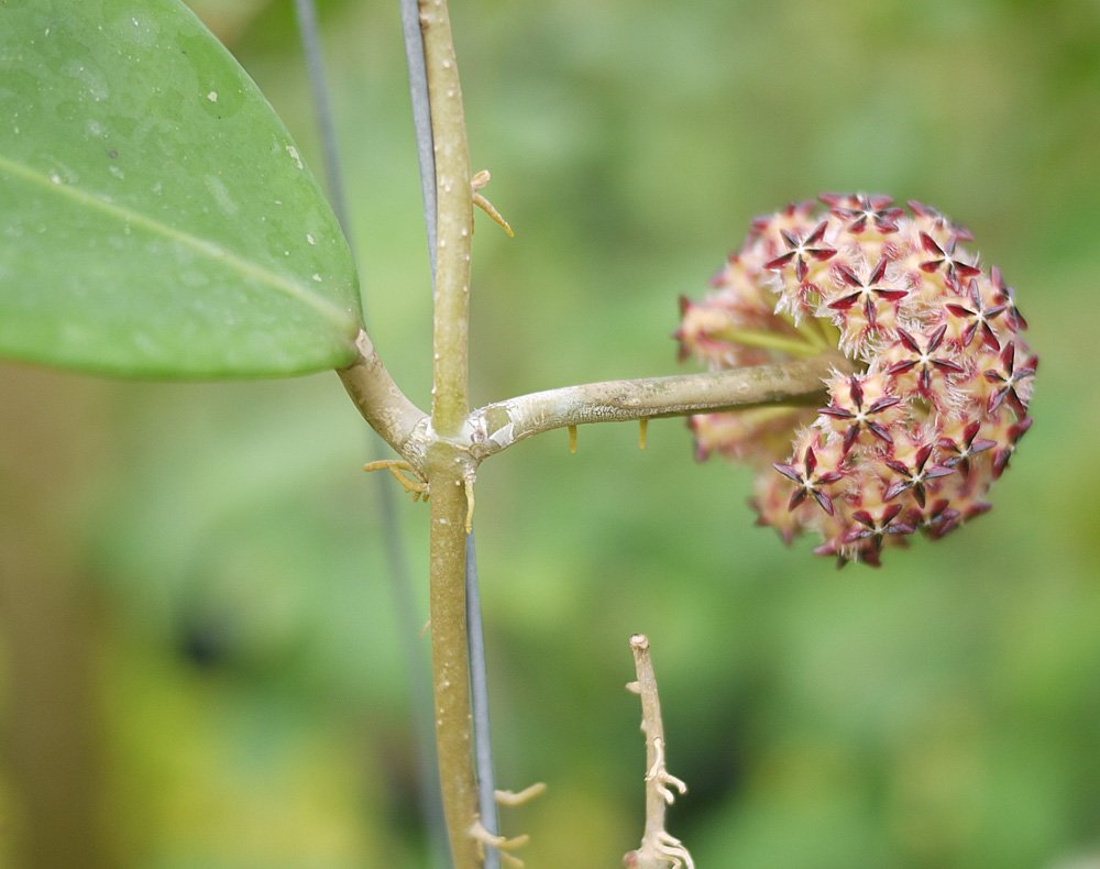 Hoya mindorensis pg12