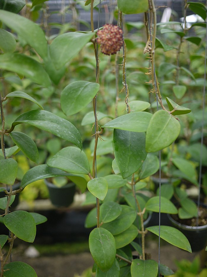 Hoya mindorensis pg12