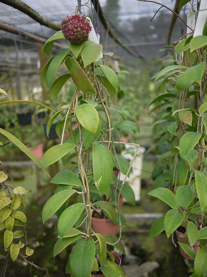 Hoya mindorensis superba