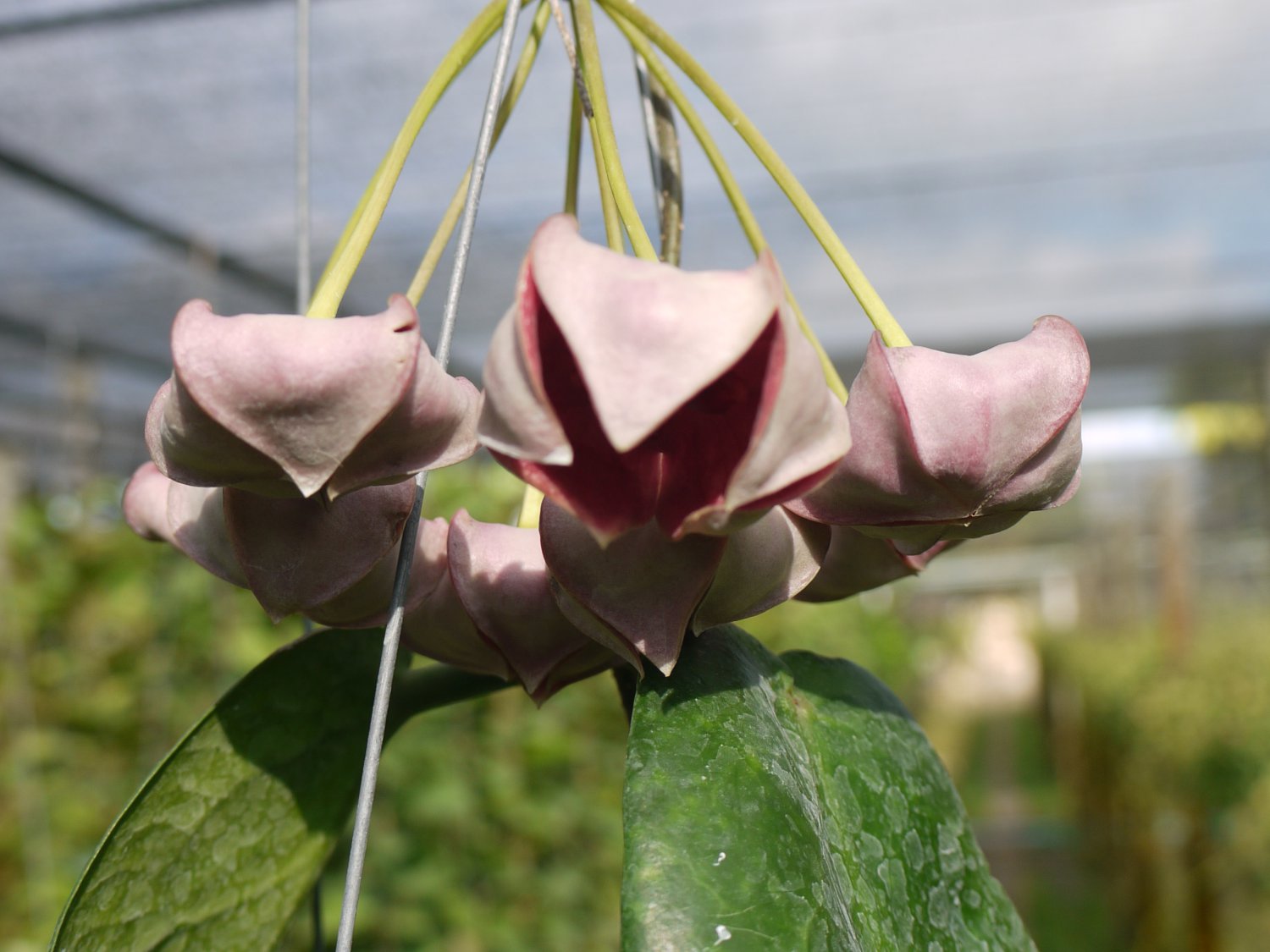 Hoya megalaster big leaves Very Rare!! New